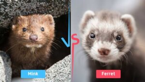 Mink vs. Ferret - Key Differences and Which Is the Better Pet - The Petster
