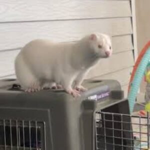 Mink as Pets - What You Need to Know Before Adopting - The Petster